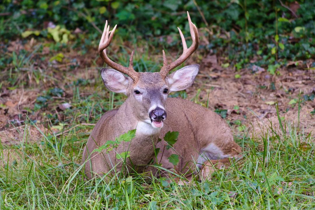 From the Wildlife gallery at CathySummers.com.