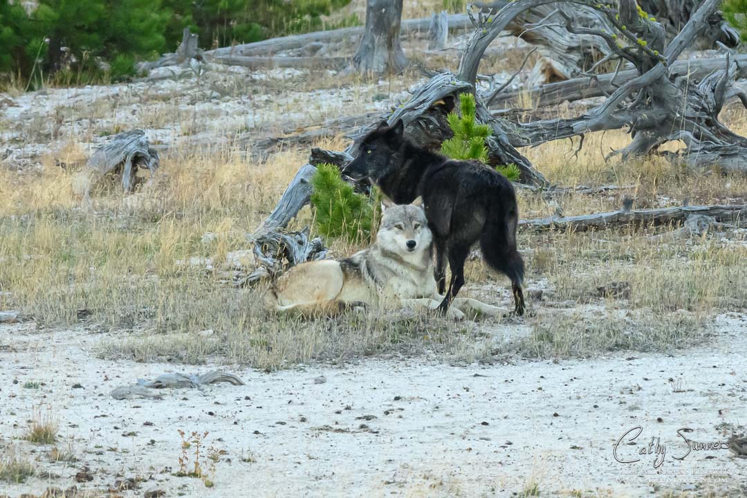 From the Tetons and Yellowstone Autumn 2024 gallery at CathySummers.com.